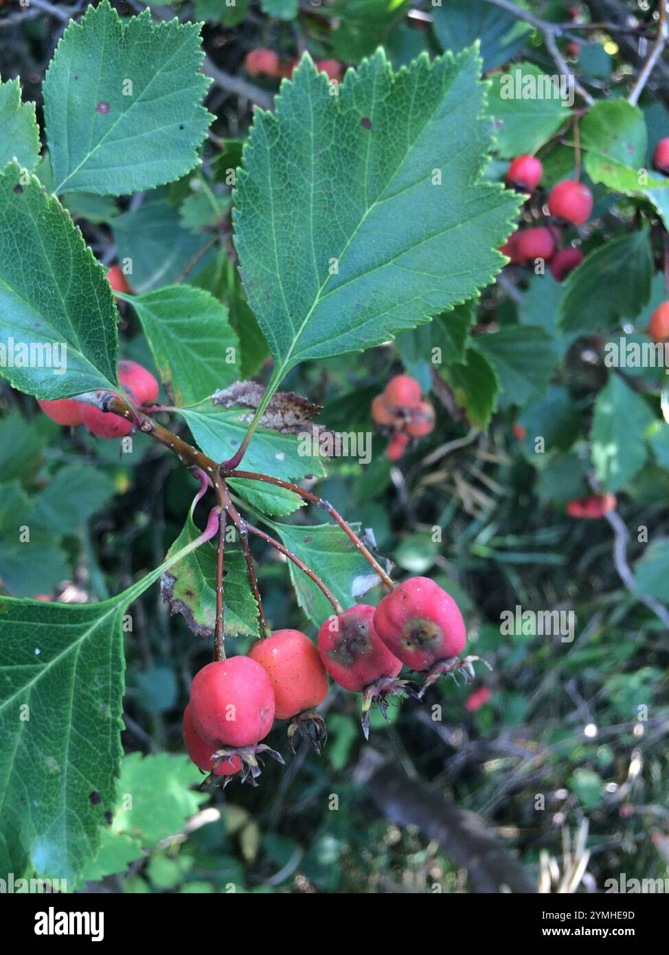 Glabrous-fruit Fireberry Hawthorn (Crataegus chrysocarpa phoeniceoides ...