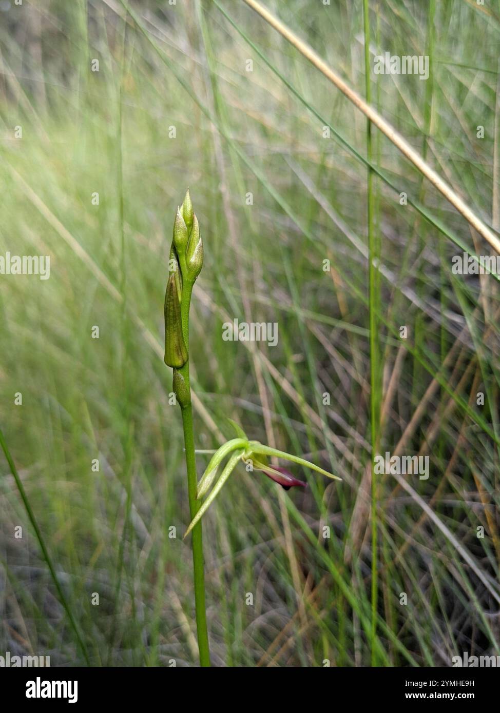 Large Tongue Orchid (Cryptostylis subulata Stock Photo - Alamy