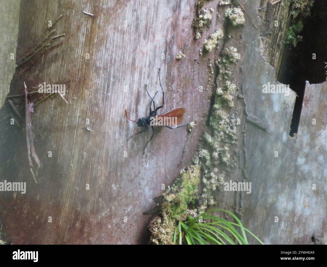 New World Tarantula-hawk Wasps (Pepsis Stock Photo - Alamy