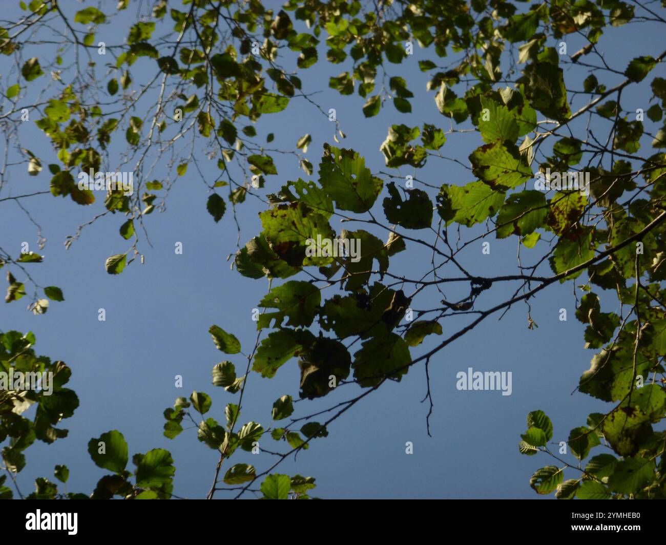 grey alder (Alnus incana Stock Photo - Alamy