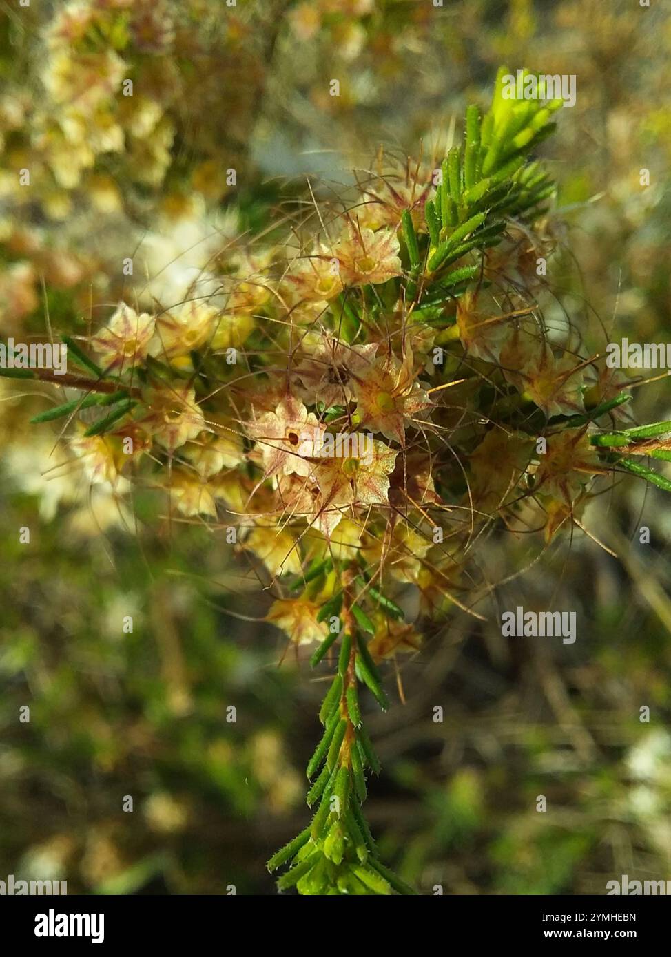 Fringe Myrtle (Calytrix tetragona Stock Photo - Alamy