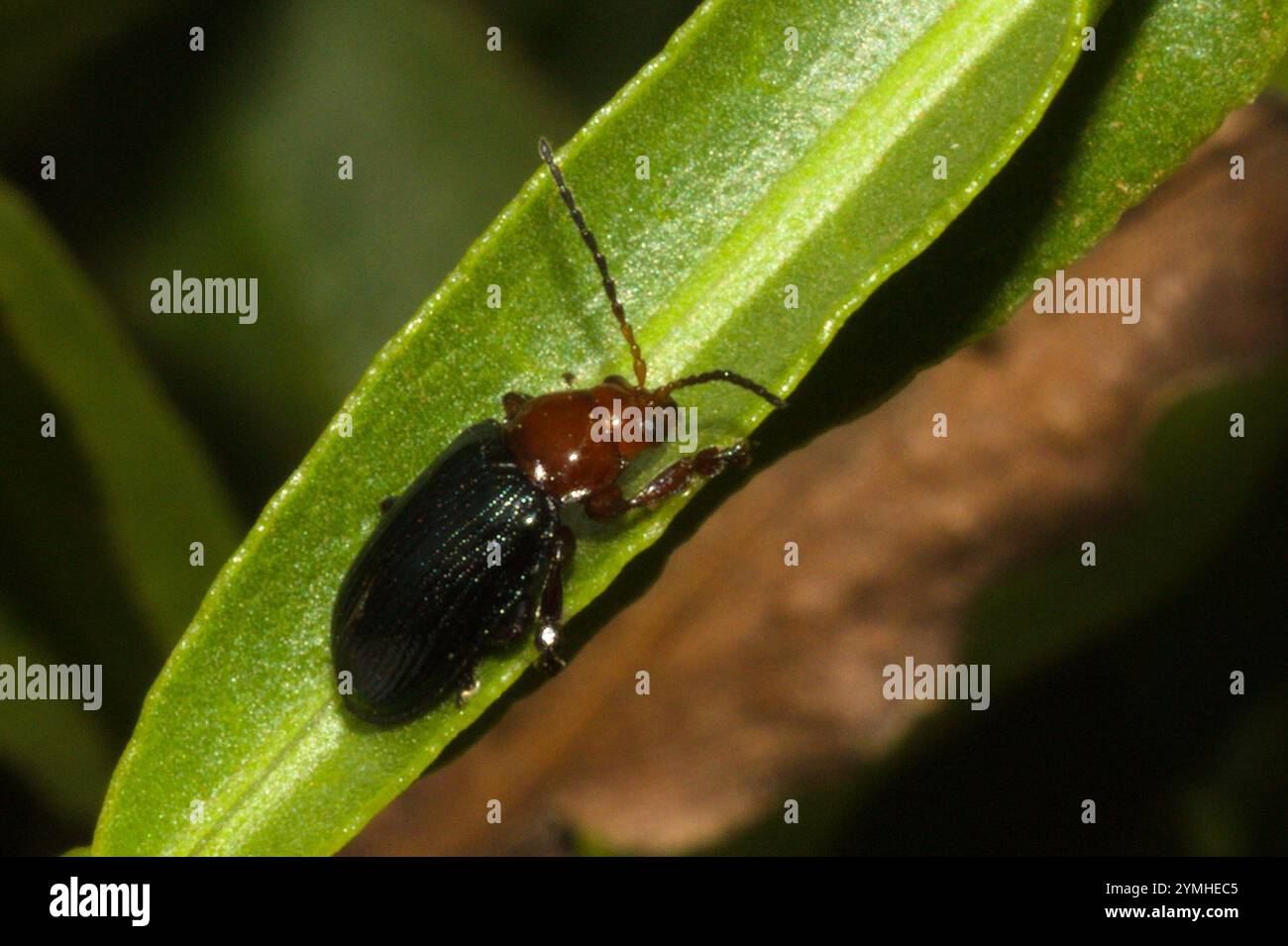 Flea Beetles (Alticini Stock Photo - Alamy