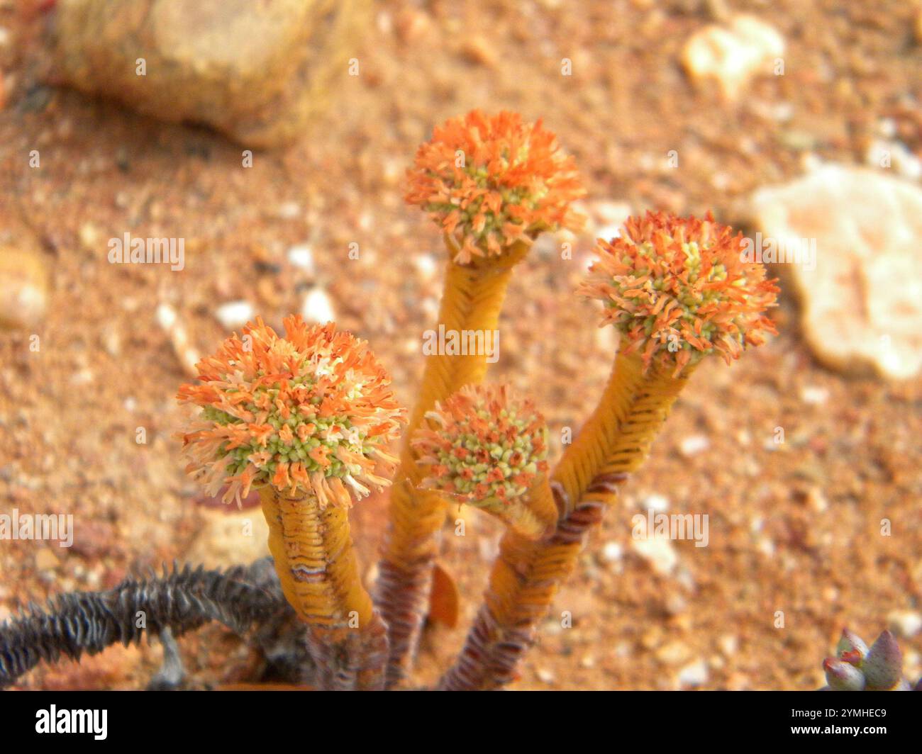 Pagoda mini jade hi-res stock photography and images - Alamy