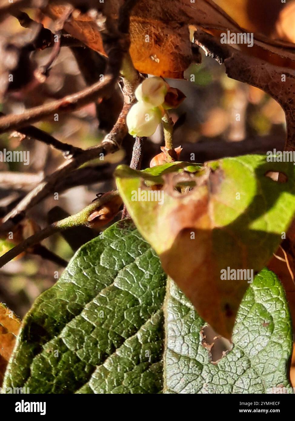 Northern highbush blueberry (Vaccinium corymbosum Stock Photo - Alamy