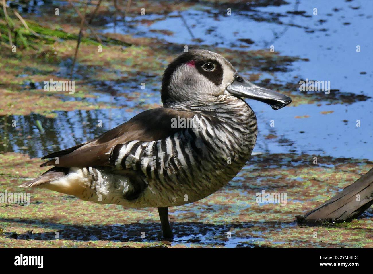 Pink-eared Duck (Malacorhynchus membranaceus Stock Photo - Alamy
