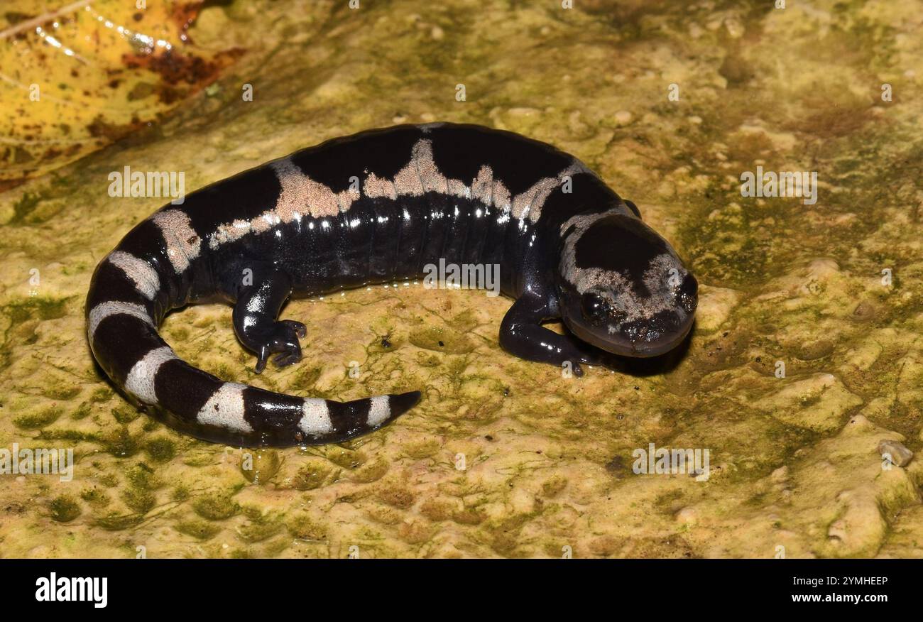 Marbled salamander (ambystoma opacum) hi-res stock photography and ...