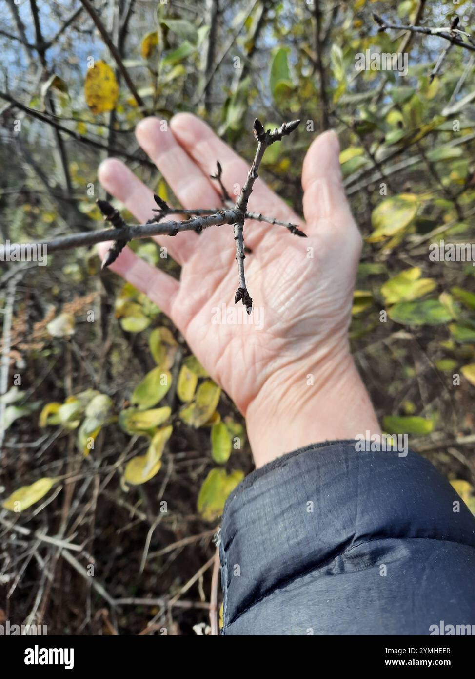common buckthorn (Rhamnus cathartica Stock Photo - Alamy