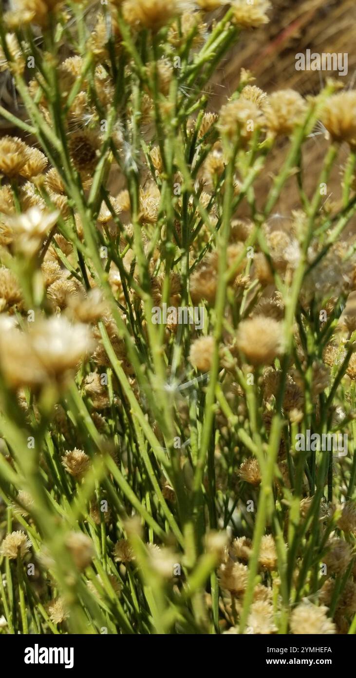 Desert Broom (Baccharis sarothroides Stock Photo - Alamy