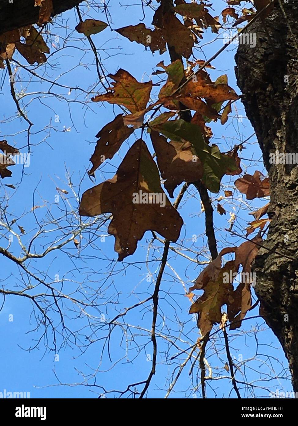 southern red oak (Quercus falcata Stock Photo - Alamy