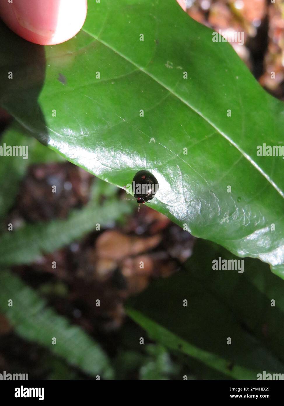 True Bugs (Heteroptera Stock Photo - Alamy