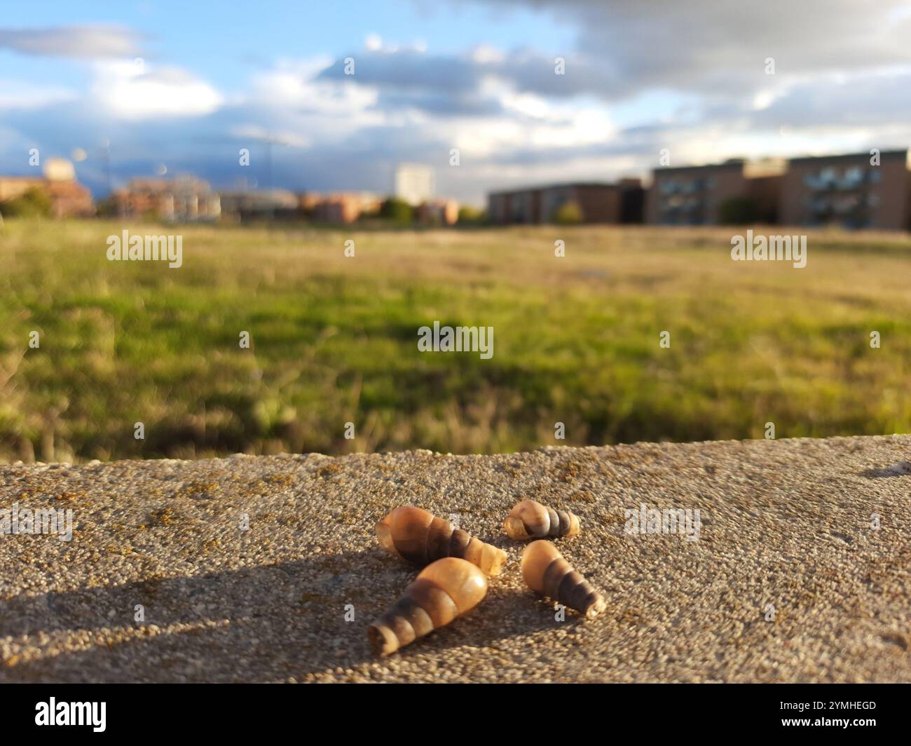 Decollate Snail (Rumina decollata Stock Photo - Alamy
