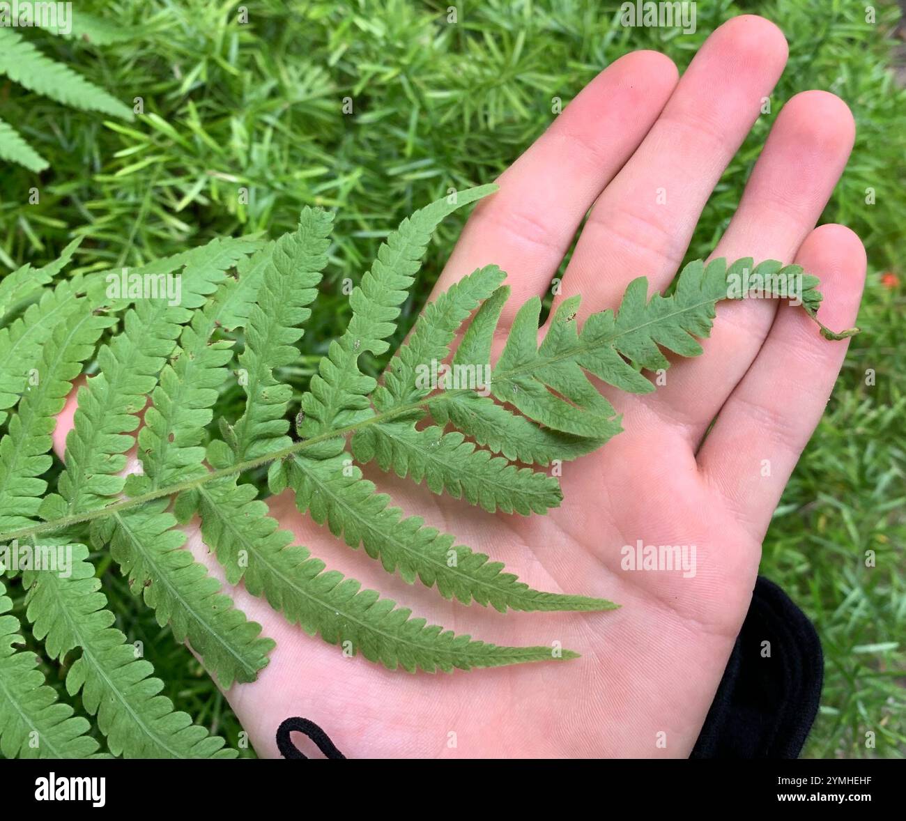 Family thelypteridaceae hi-res stock photography and images - Alamy