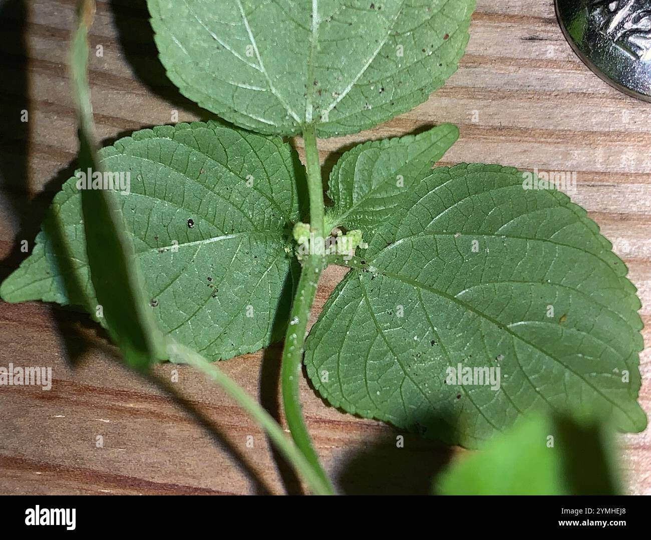 Cuban copperleaf (Acalypha setosa Stock Photo - Alamy