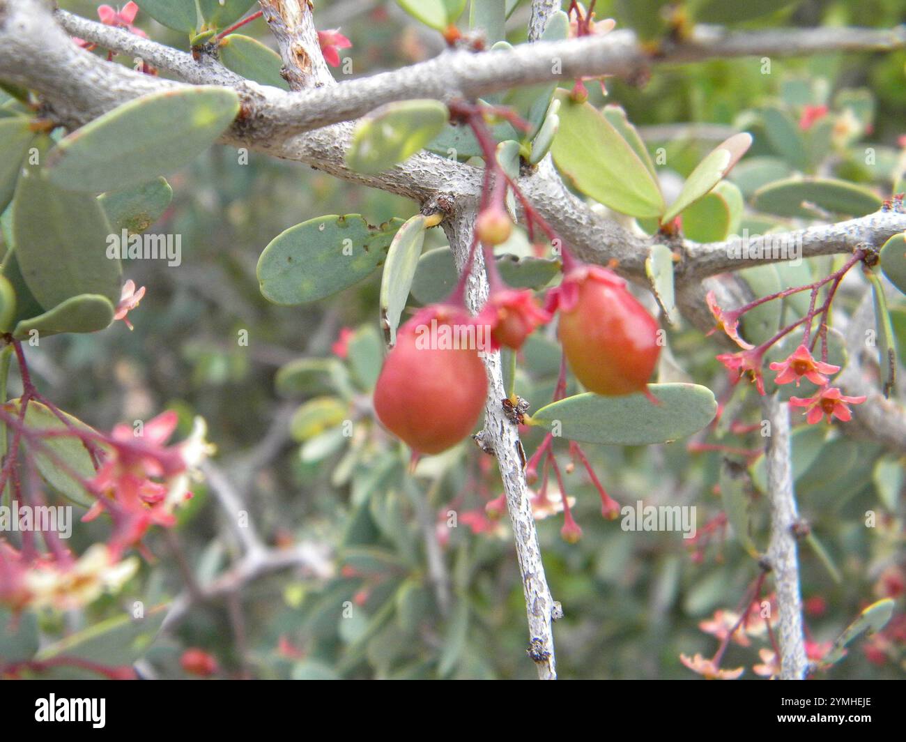 Splint Spike-Thorn (Gloveria integrifolia Stock Photo - Alamy