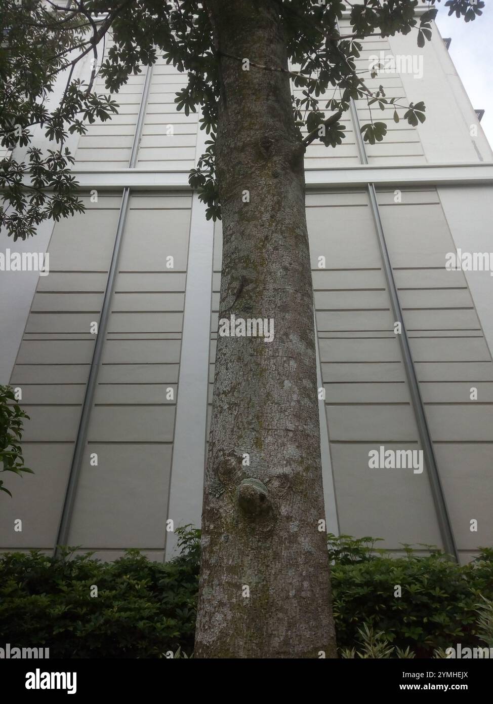 Sumatran Flying Dragon (Draco sumatranus Stock Photo - Alamy