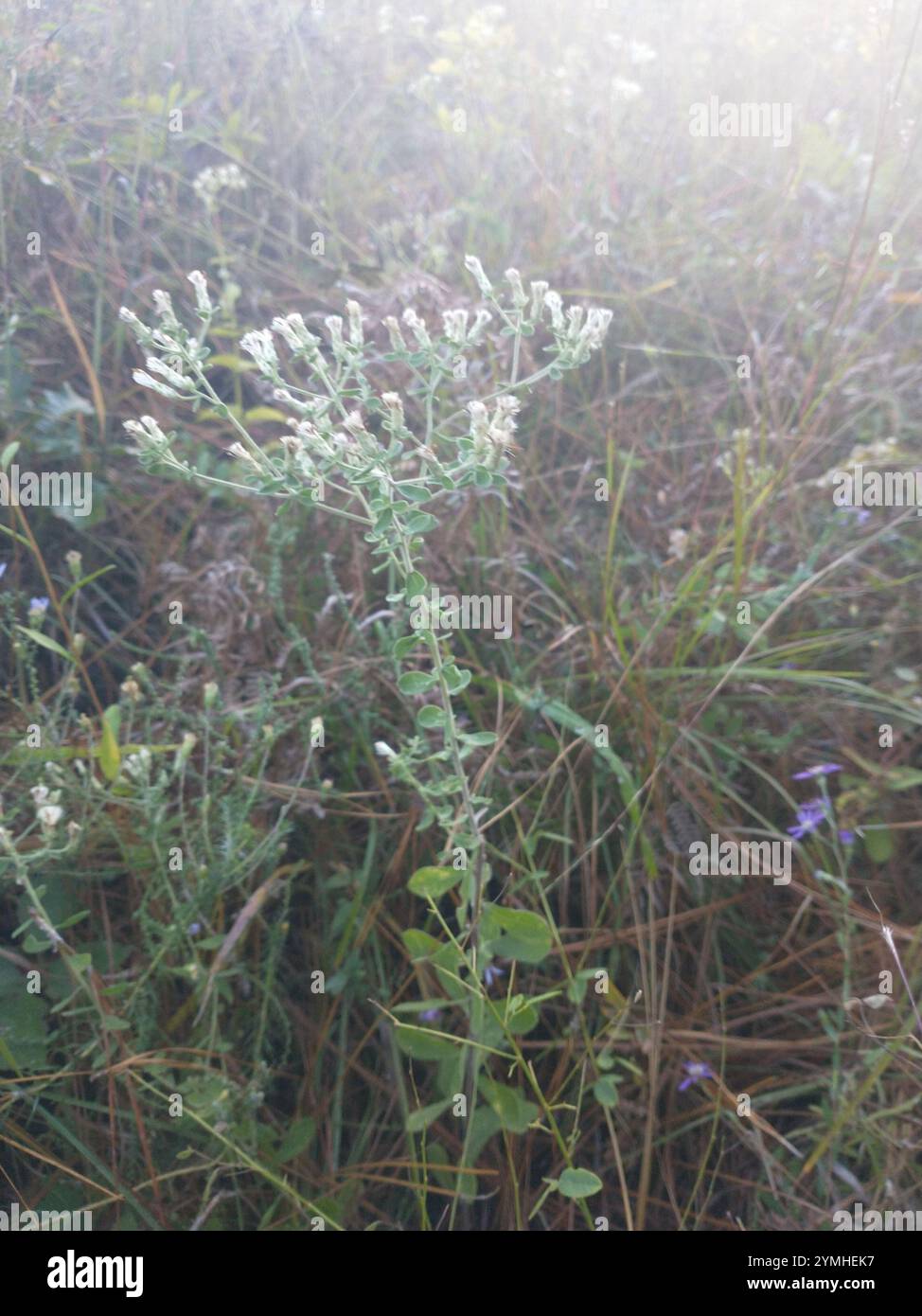 Dixie aster (Sericocarpus tortifolius Stock Photo - Alamy