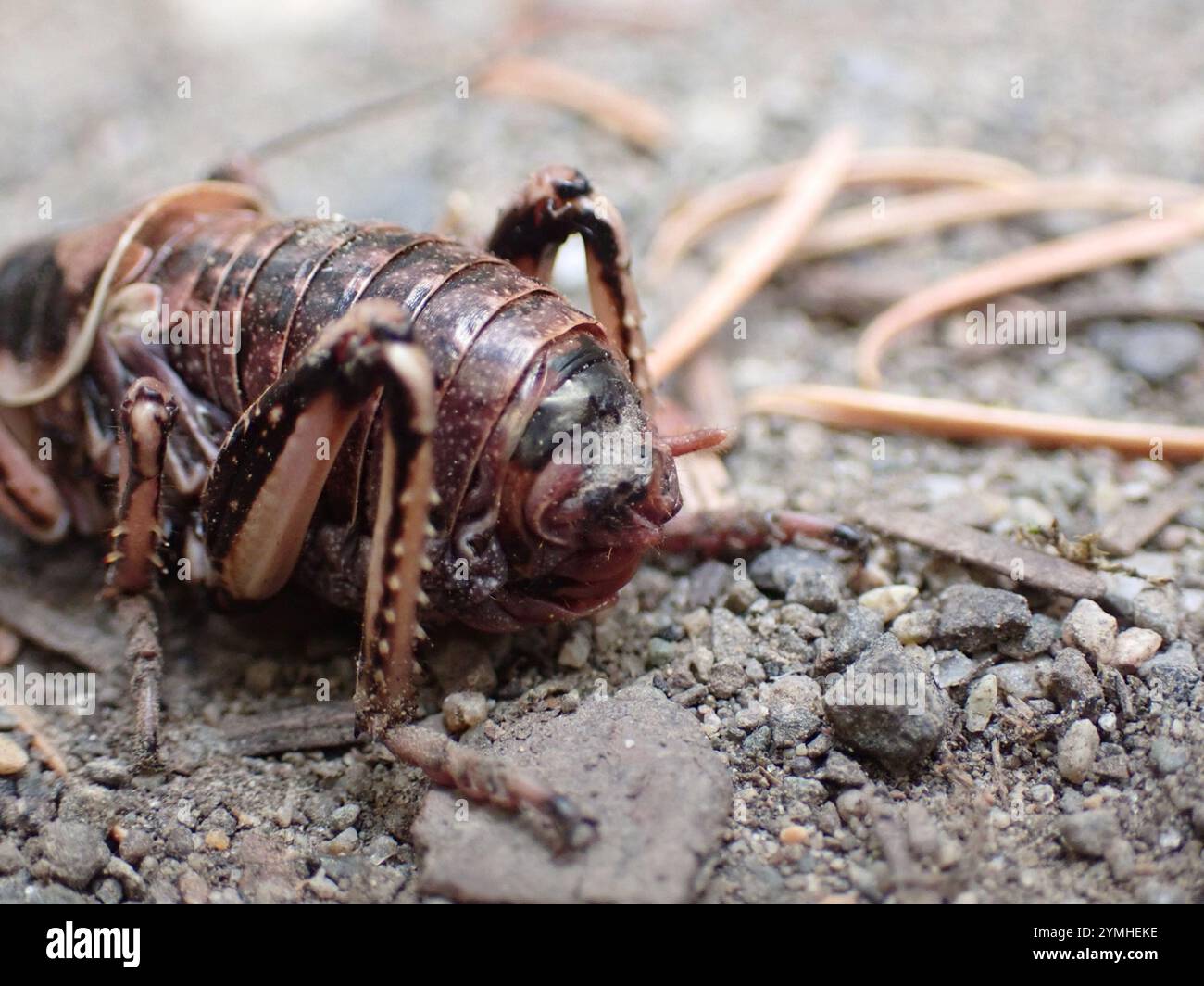 Great Grig (Cyphoderris monstrosa Stock Photo - Alamy