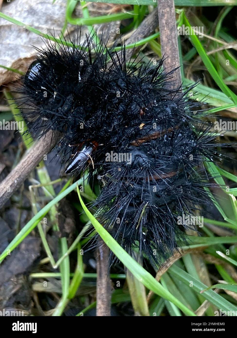 Giant Leopard Moth (Hypercompe scribonia Stock Photo - Alamy