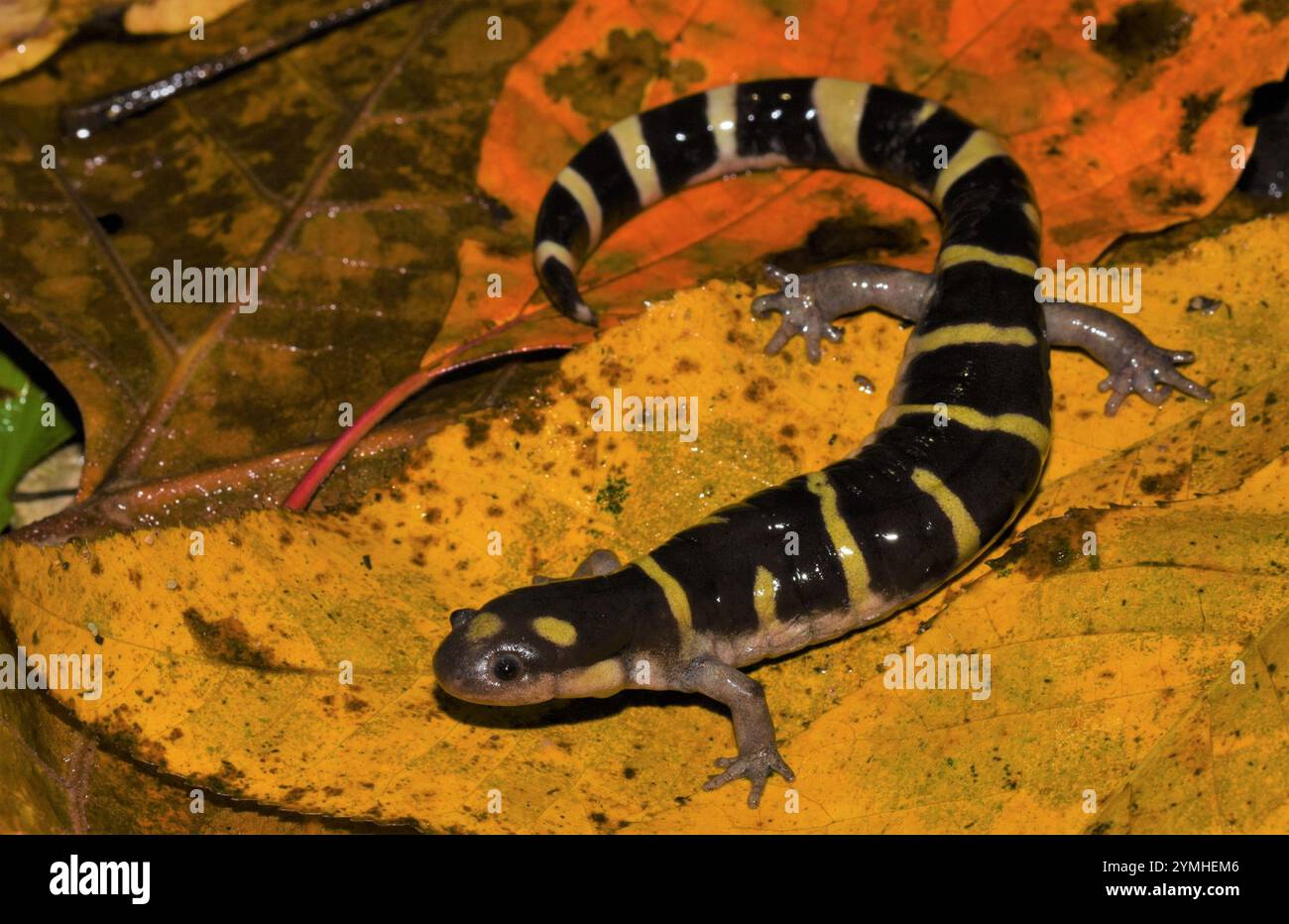 Ringed Salamander (Ambystoma annulatum Stock Photo - Alamy