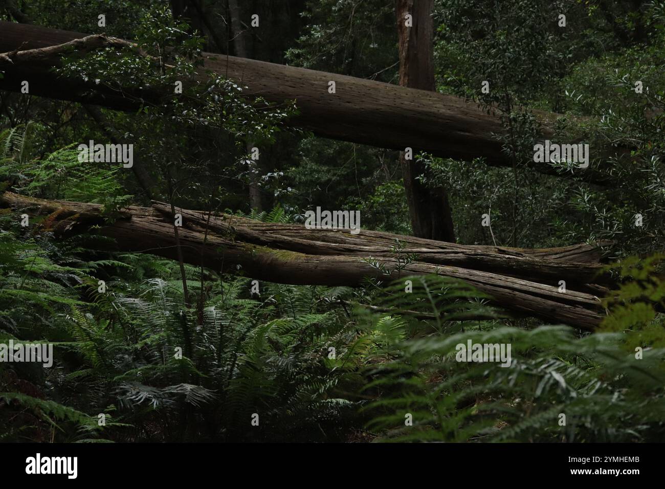 Eastern Ghost Frog (Heleophryne orientalis Stock Photo - Alamy