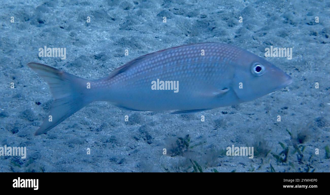 Spangled Emperor (Lethrinus nebulosus Stock Photo - Alamy