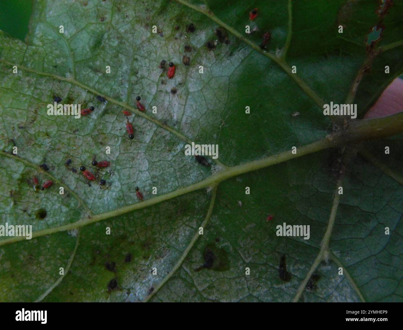 Common Thrips (Thripidae Stock Photo - Alamy
