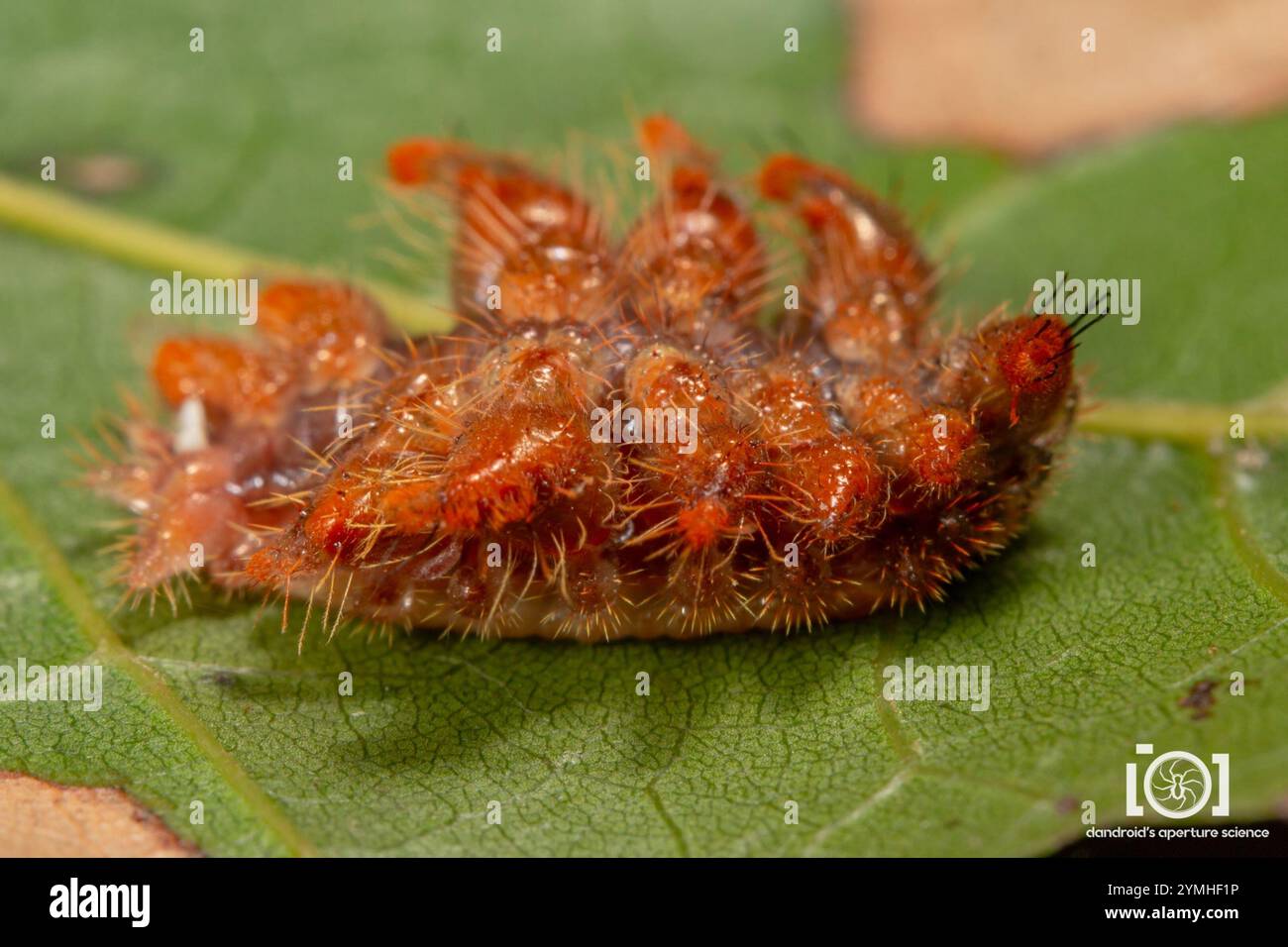 Hag Moth (Phobetron pithecium Stock Photo - Alamy