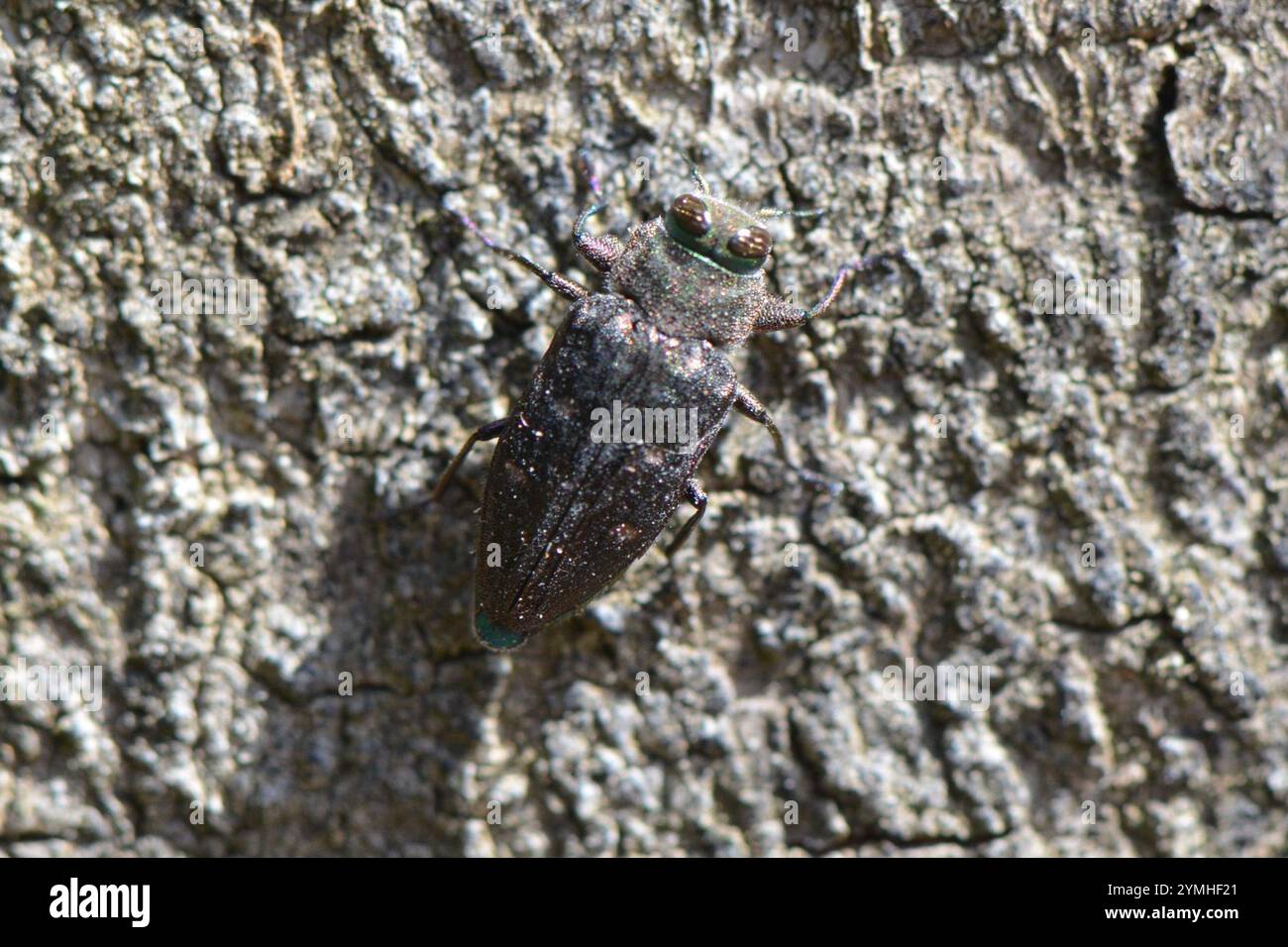 Gold pit oak splendour beetle hi-res stock photography and images - Alamy