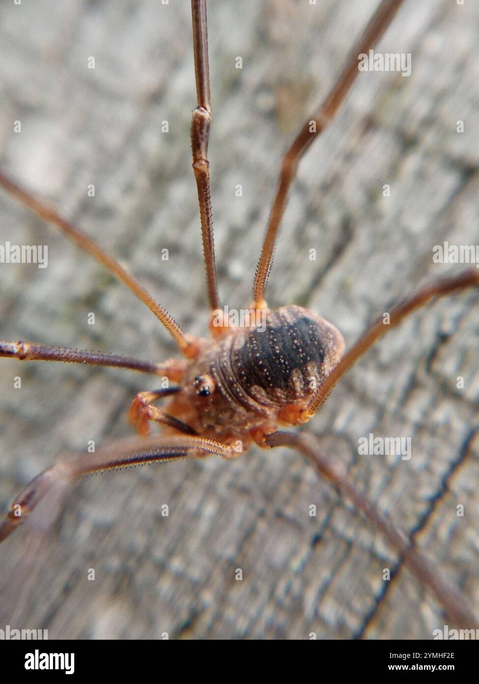 European Harvestman (Phalangium opilio Stock Photo - Alamy