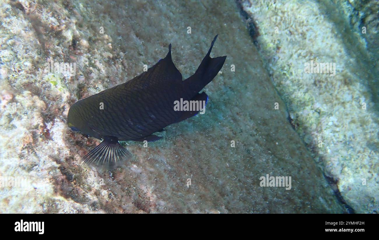 Longfin damselfish hi-res stock photography and images - Alamy