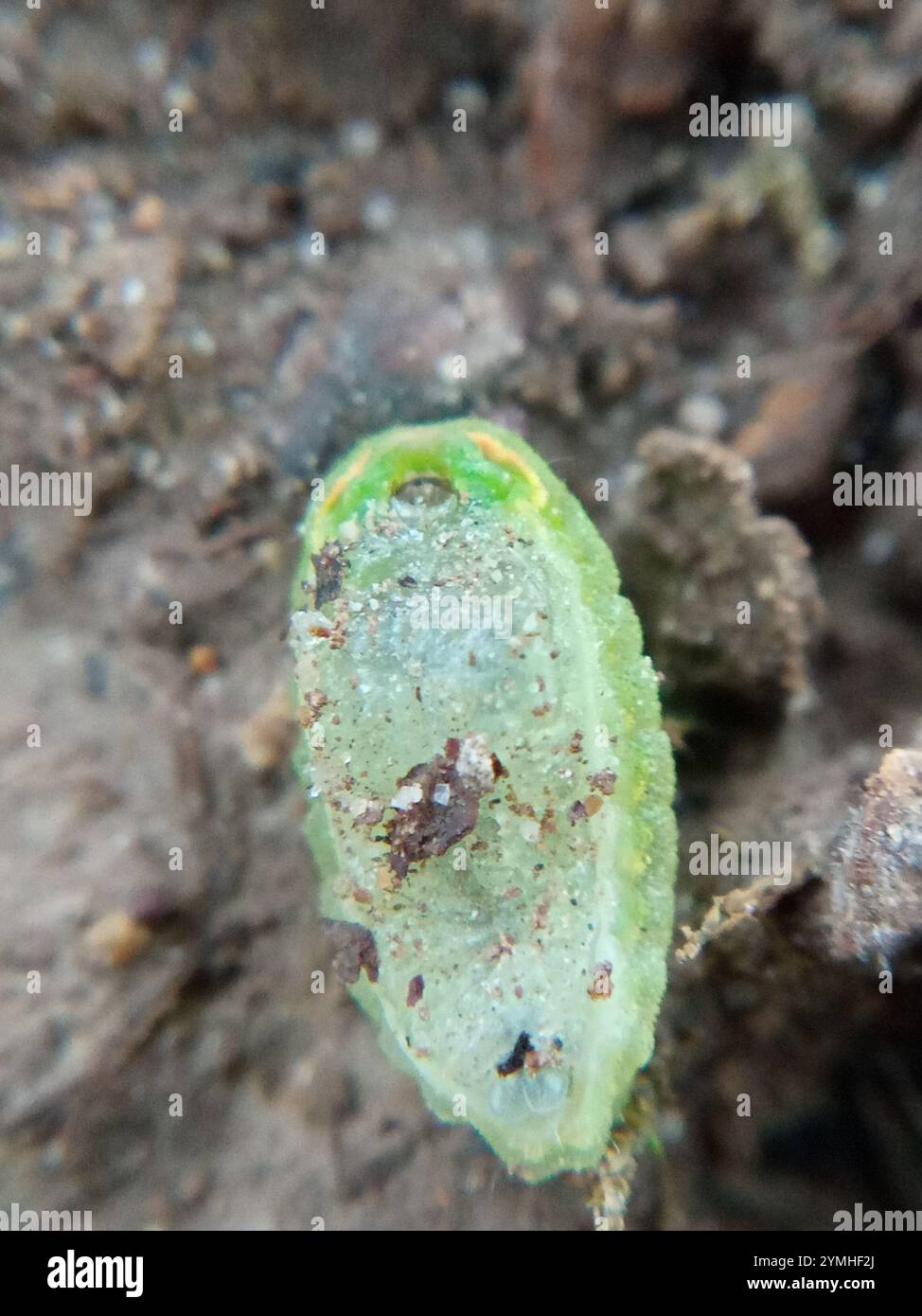 Apoda limacodes hi-res stock photography and images - Alamy