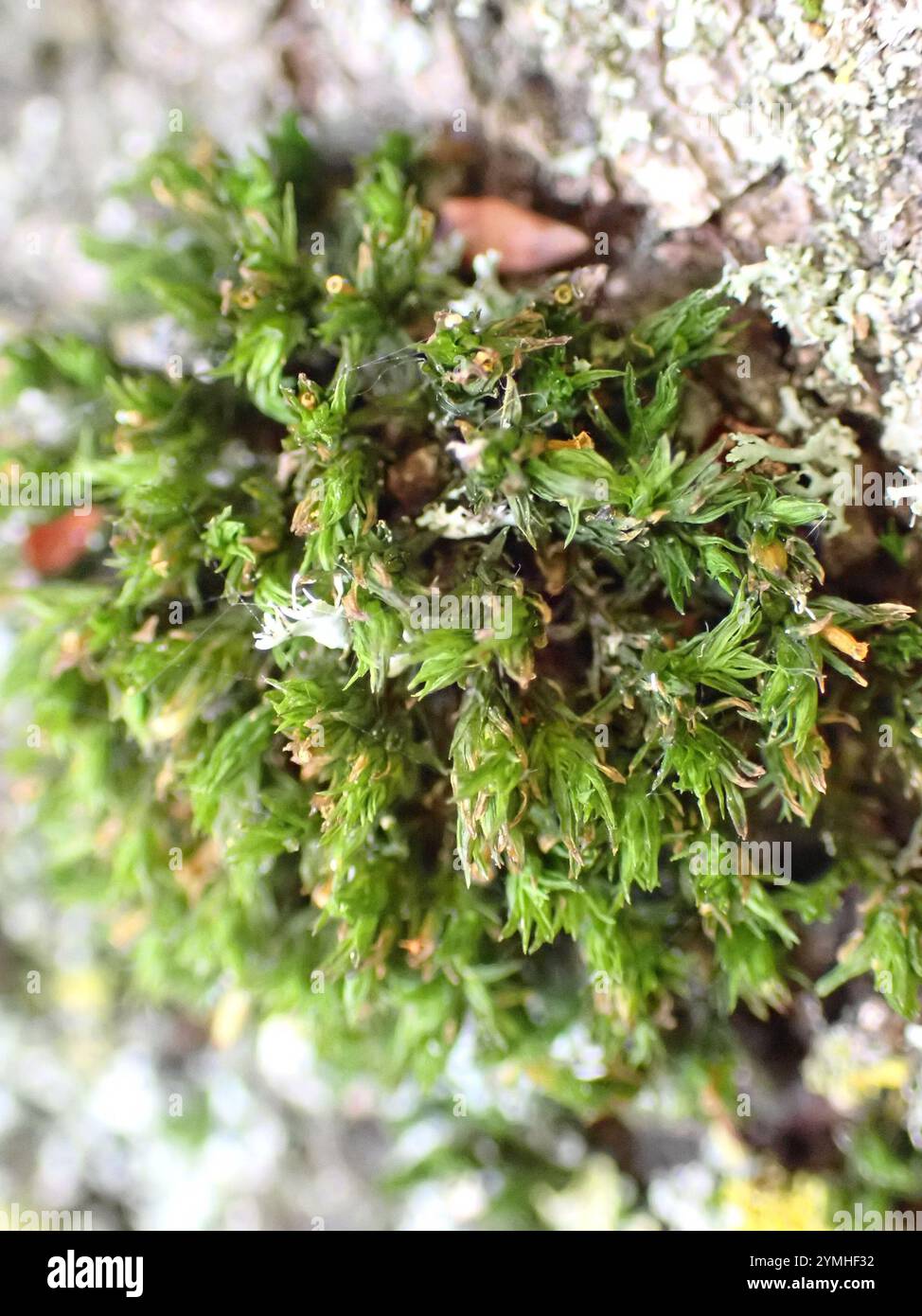 Wood Bristle-moss (Lewinskya affinis Stock Photo - Alamy