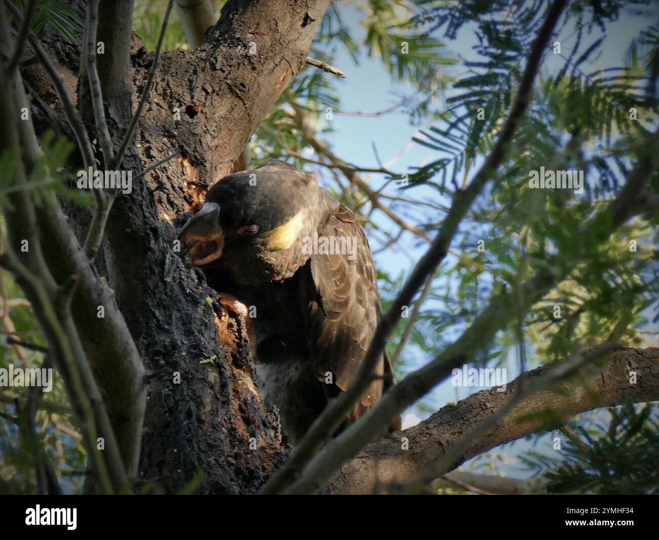 Yellow-tailed Black Cockatoo (Zanda funerea Stock Photo - Alamy