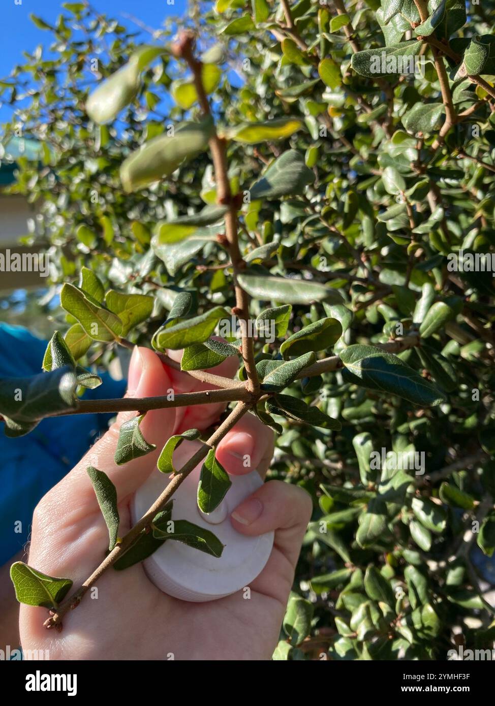 Myrtle Oak (Quercus myrtifolia Stock Photo - Alamy