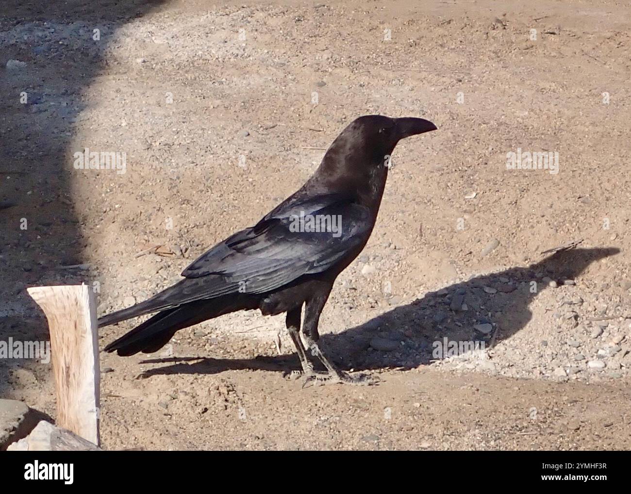 Brown necked raven hi-res stock photography and images - Alamy
