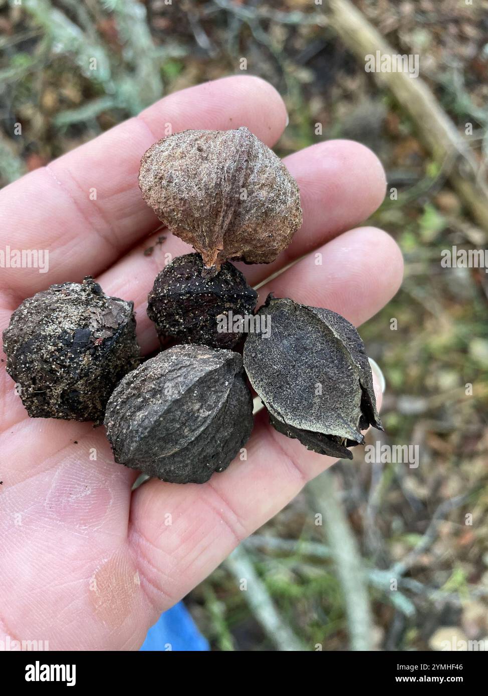 water hickory (Carya aquatica Stock Photo - Alamy