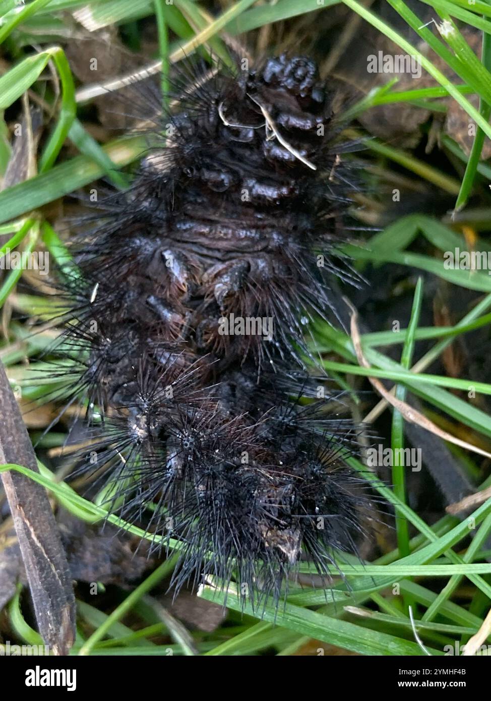 Giant Leopard Moth (Hypercompe scribonia Stock Photo - Alamy