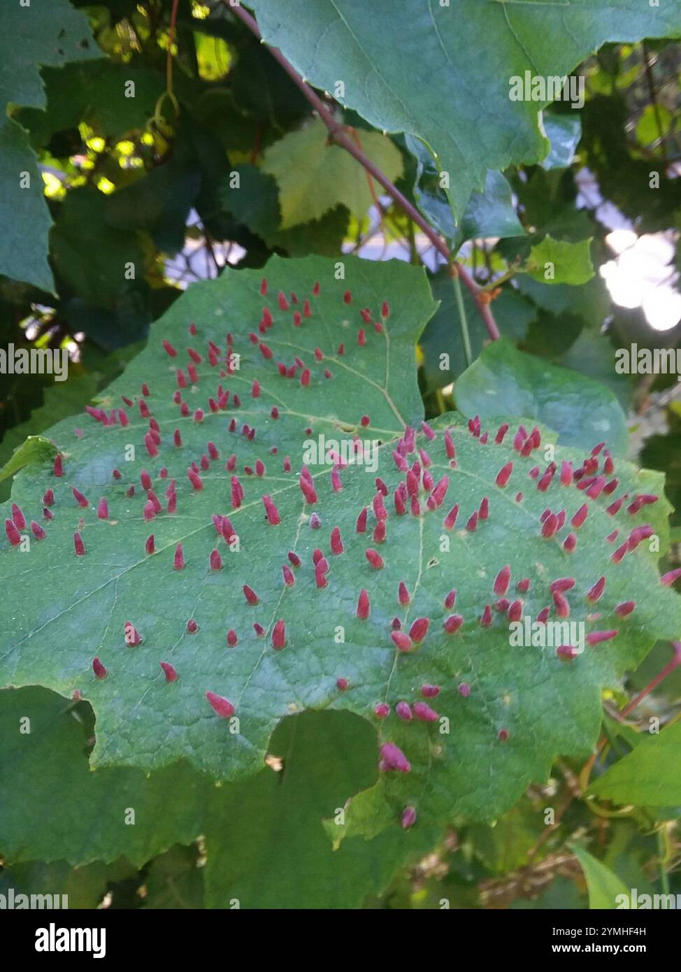 Grape Tube Gallmaker (Ampelomyia viticola Stock Photo - Alamy