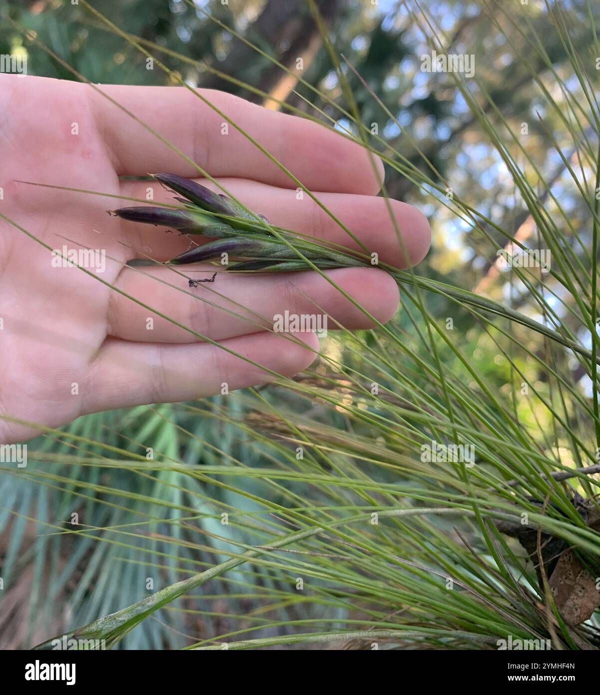 southern needleleaf airplant (Tillandsia setacea Stock Photo - Alamy