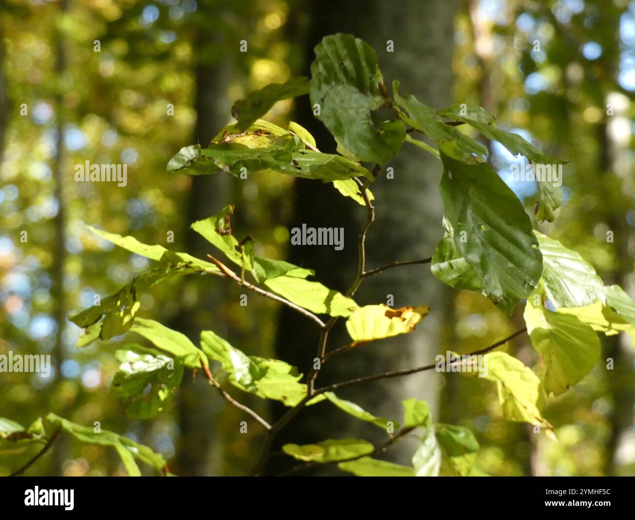 European beech (Fagus sylvatica Stock Photo - Alamy
