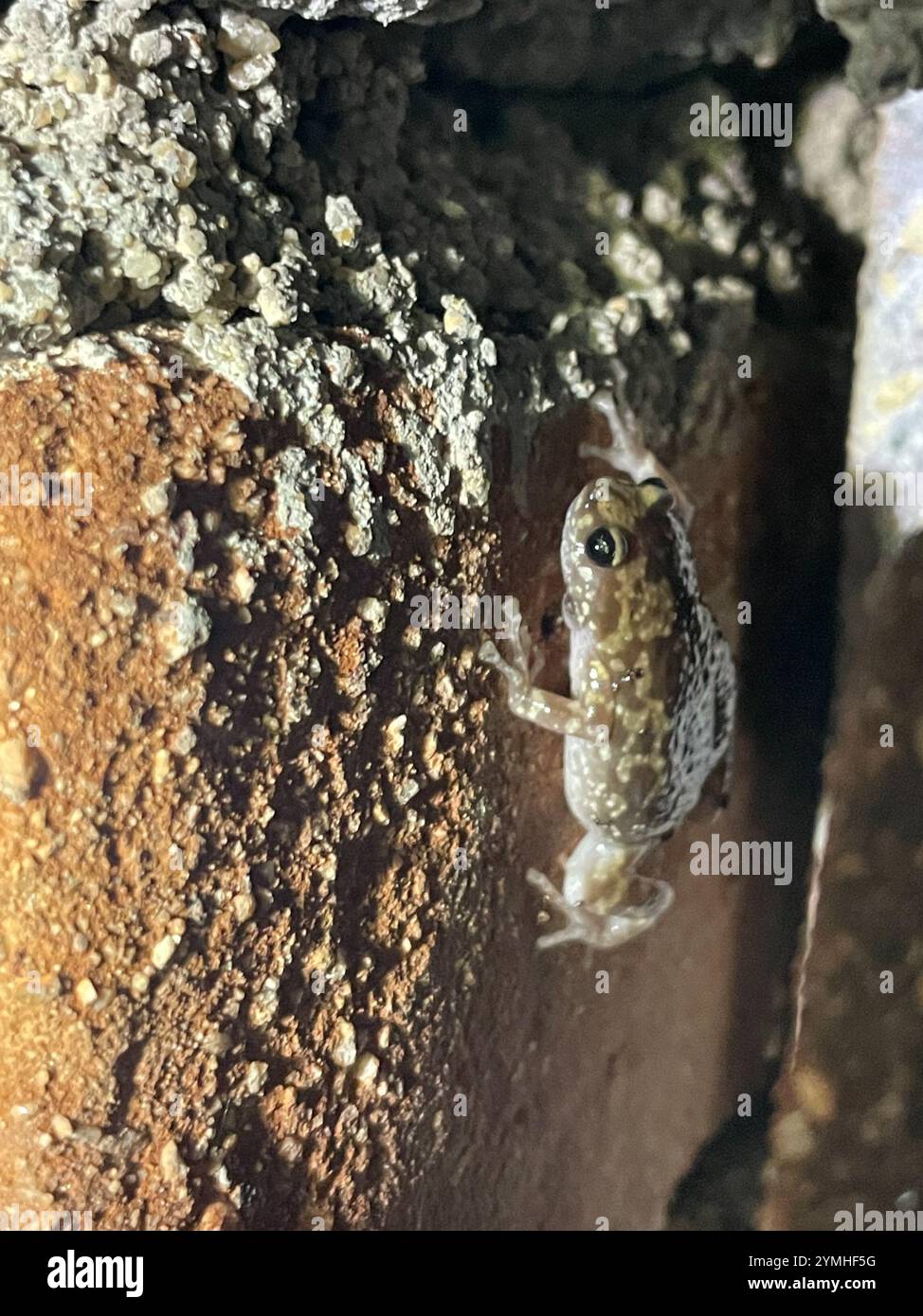 White-bellied pug-snout frog (Uperodon variegatus Stock Photo - Alamy