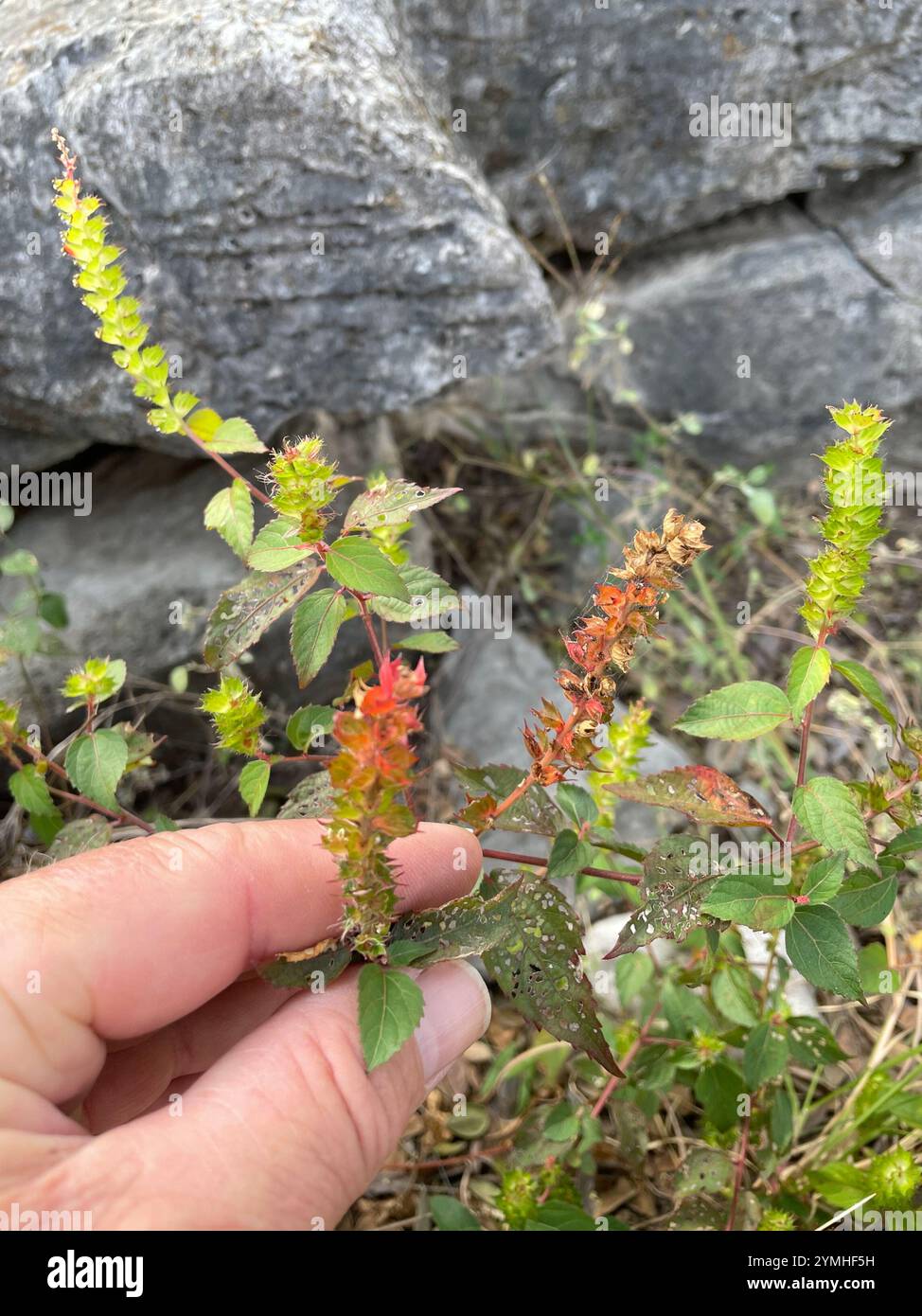 shrubby copperleaf (Acalypha phleoides Stock Photo - Alamy