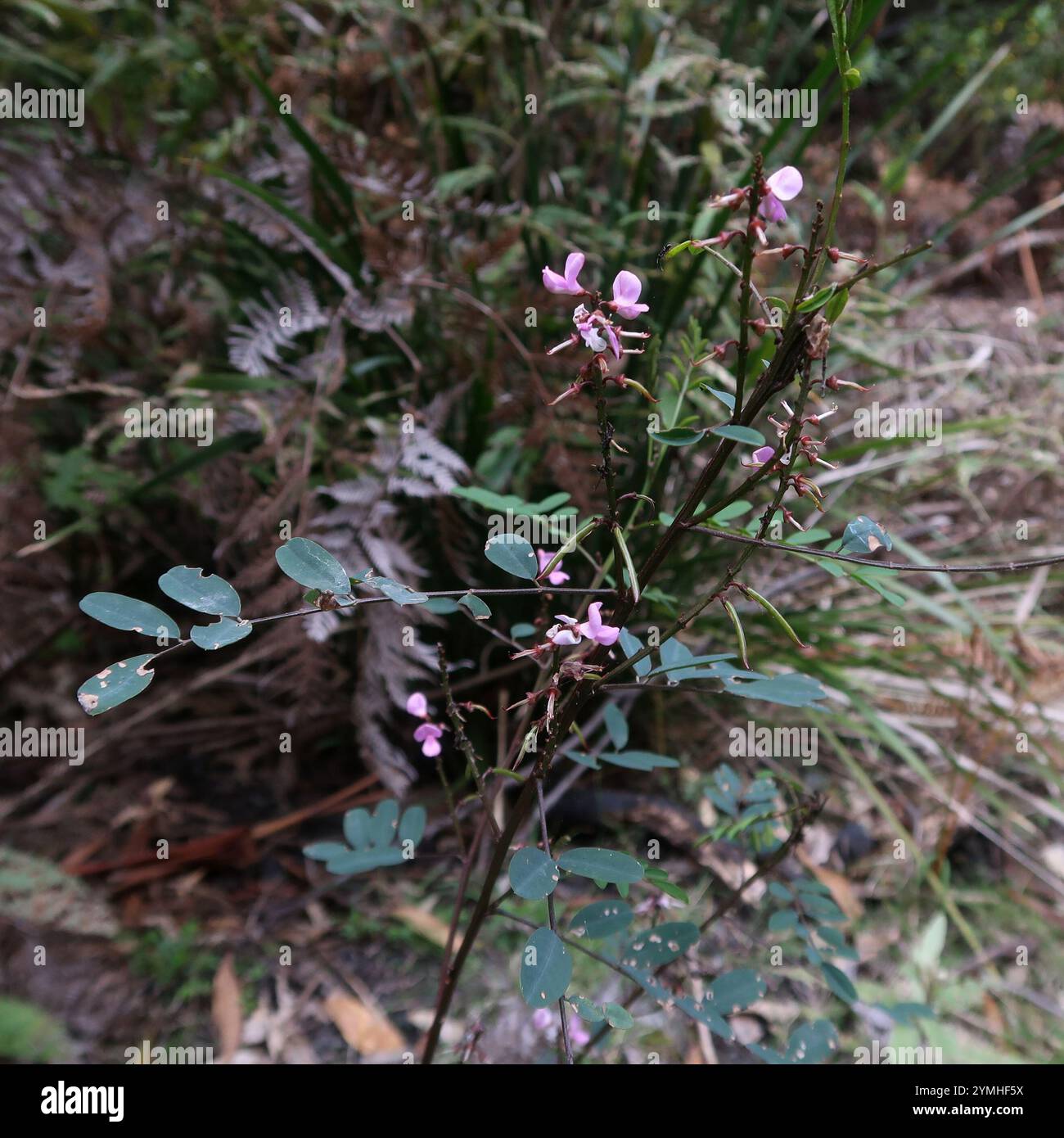 Australian Indigo (Indigofera australis Stock Photo - Alamy