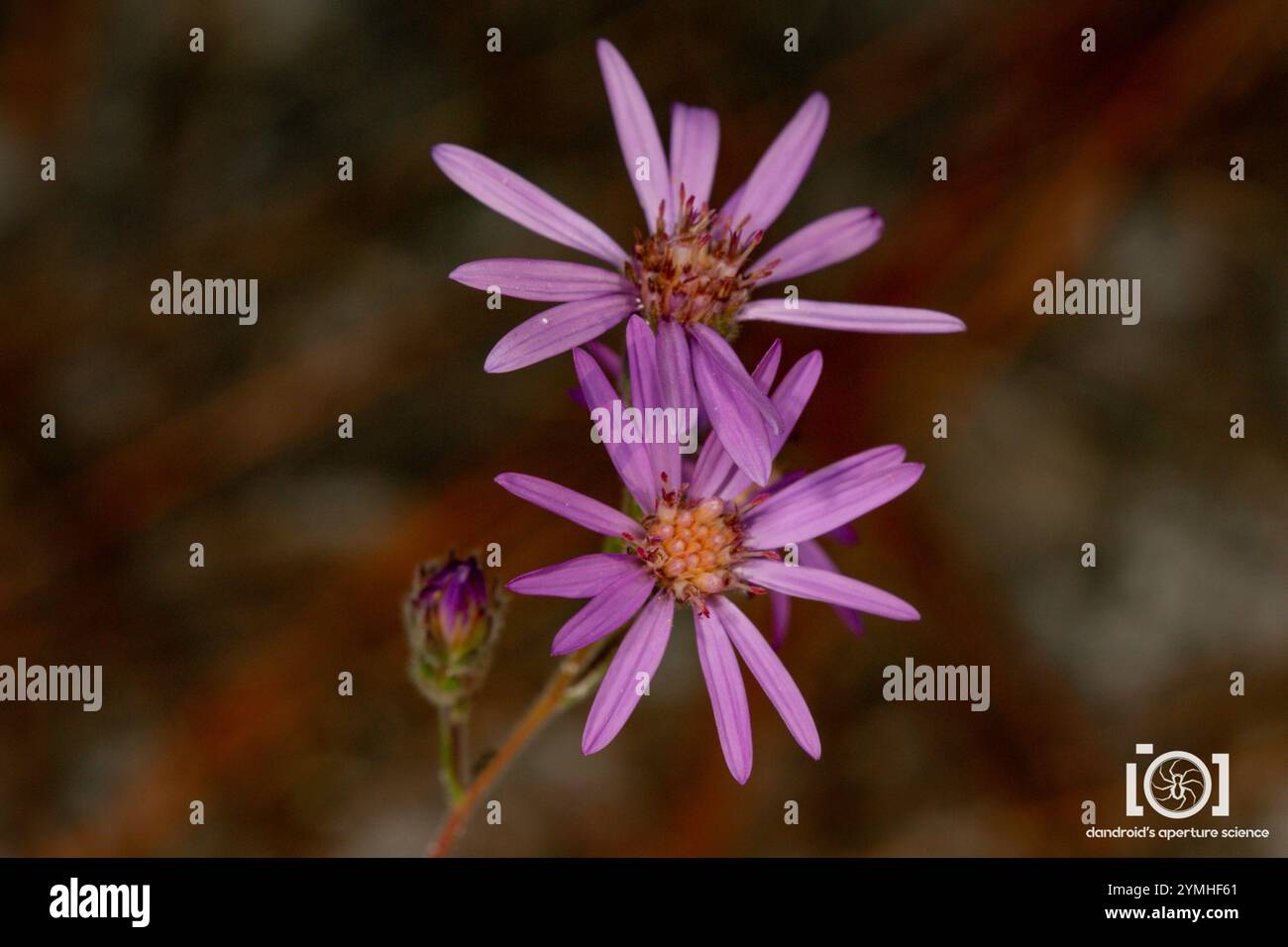 Eastern Silver Aster (Symphyotrichum concolor Stock Photo - Alamy