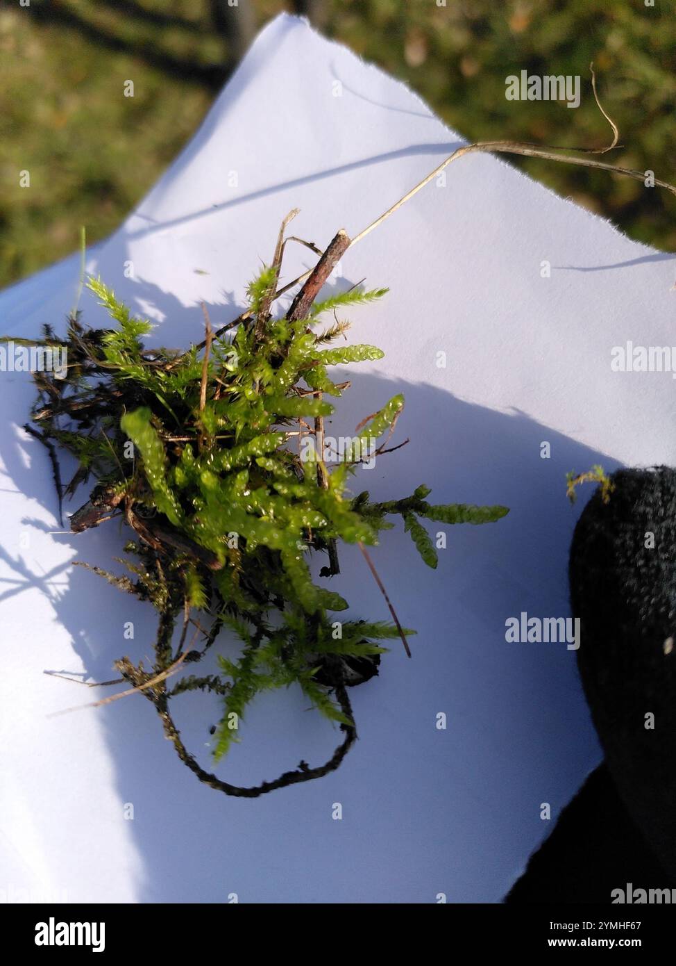 Neat Feather-moss (Pseudoscleropodium purum Stock Photo - Alamy