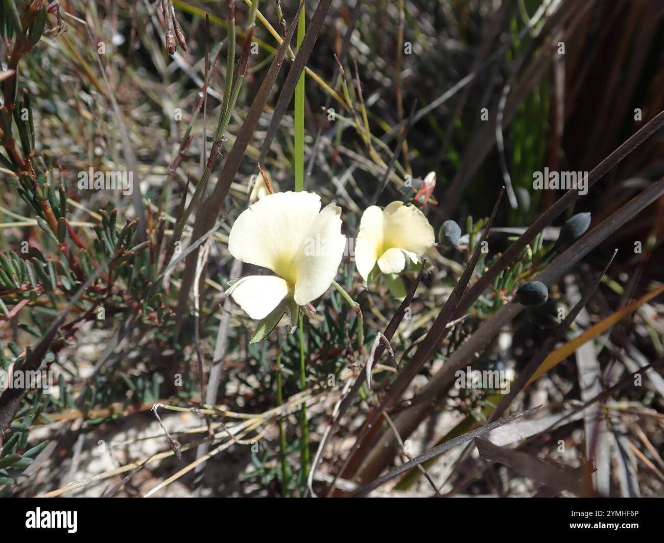 Common Wedge-pea (Gompholobium huegelii Stock Photo - Alamy