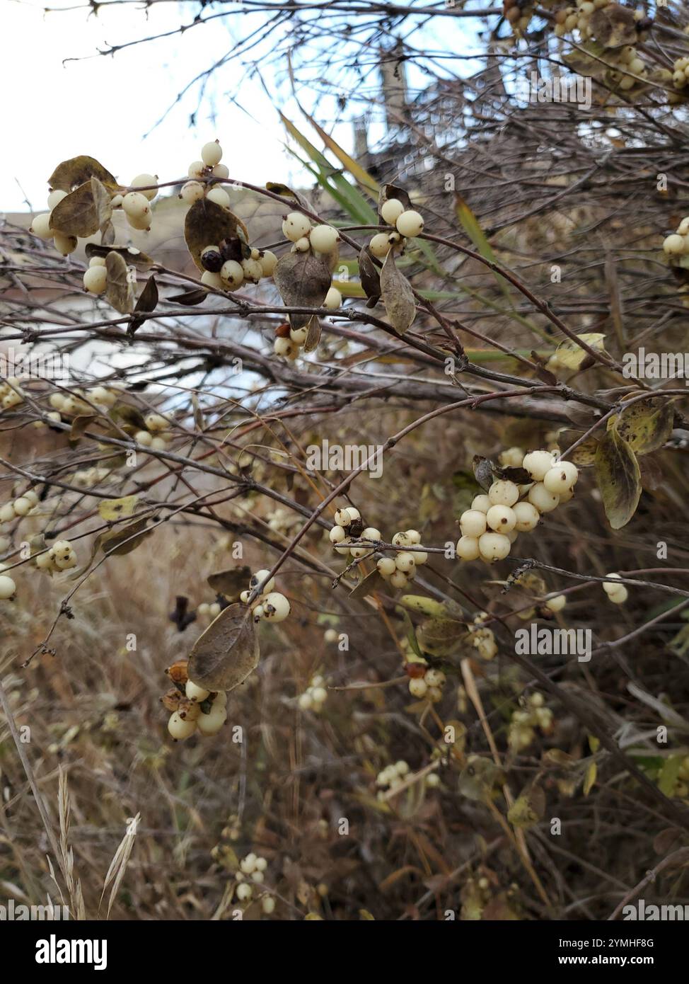 Western Snowberry (Symphoricarpos occidentalis Stock Photo - Alamy