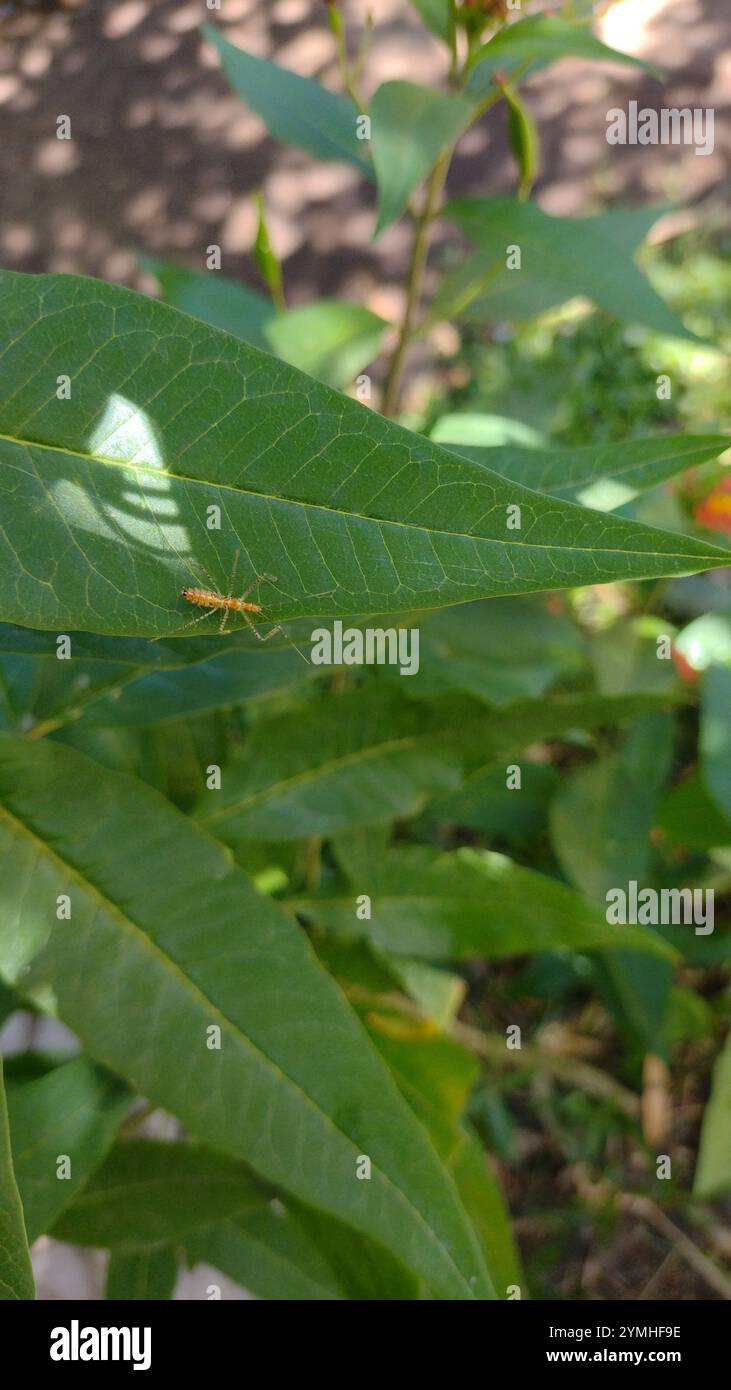 Leafhopper Assassin Bug (Zelus renardii Stock Photo - Alamy