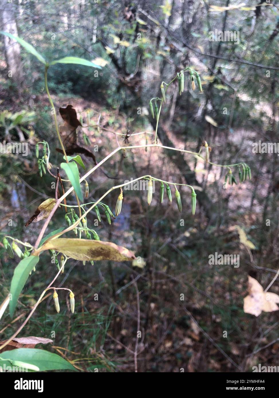 tall rattlesnake root (Nabalus altissimus Stock Photo - Alamy