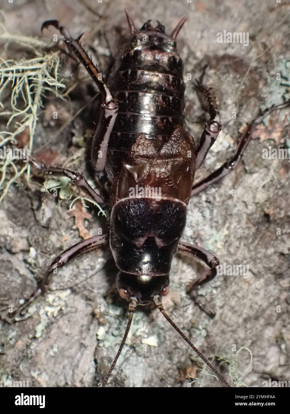 Cyphoderris monstrosa hi-res stock photography and images - Alamy